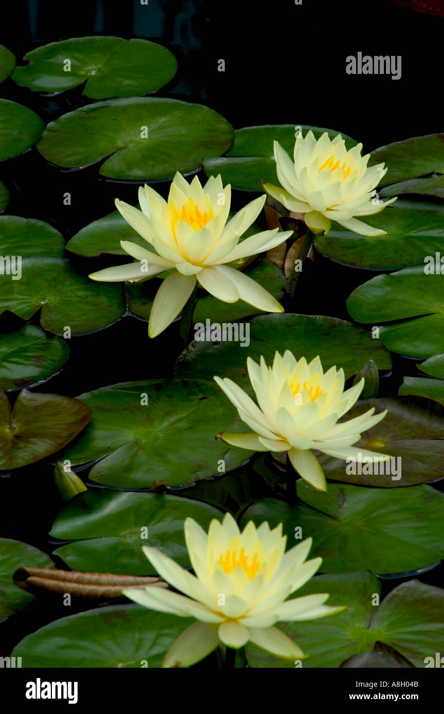 Water lilys and lily pads Stock Photo - Alamy