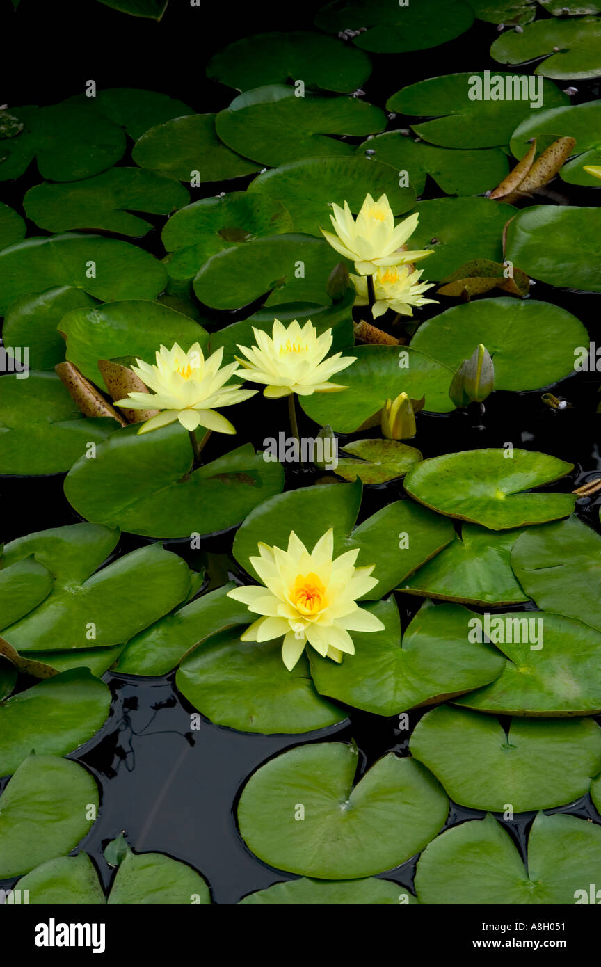 Yellow water lilys and lily pads Stock Photo - Alamy