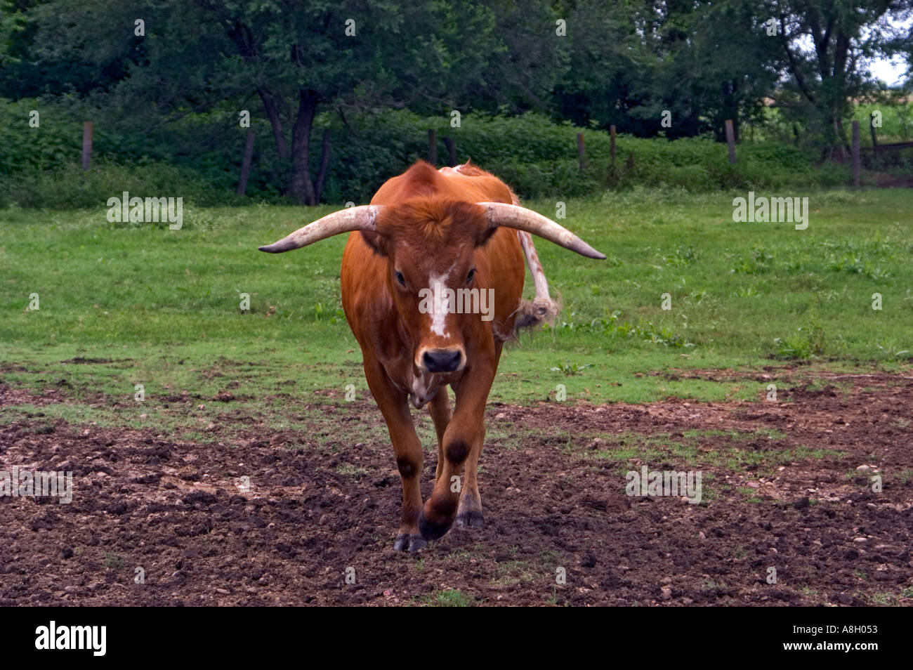 Angry looking bull hi-res stock photography and images - Alamy