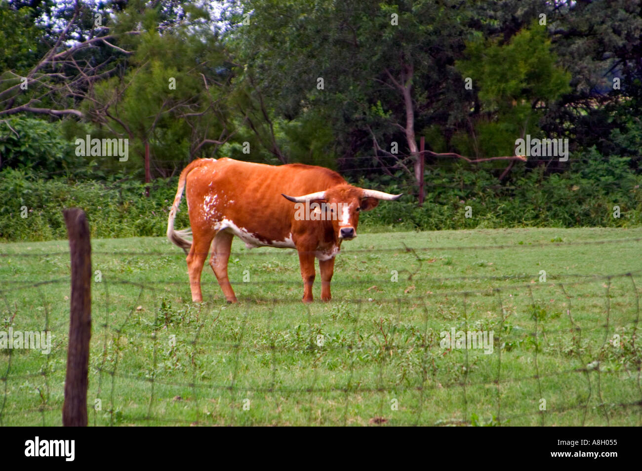 Bull farm fence hi-res stock photography and images - Alamy