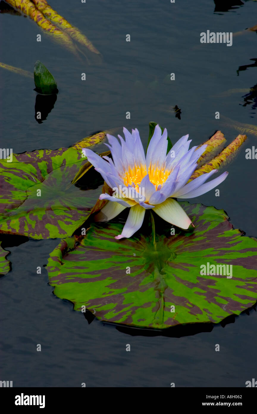 Blue lotus flower lily pads hi-res stock photography and images - Alamy