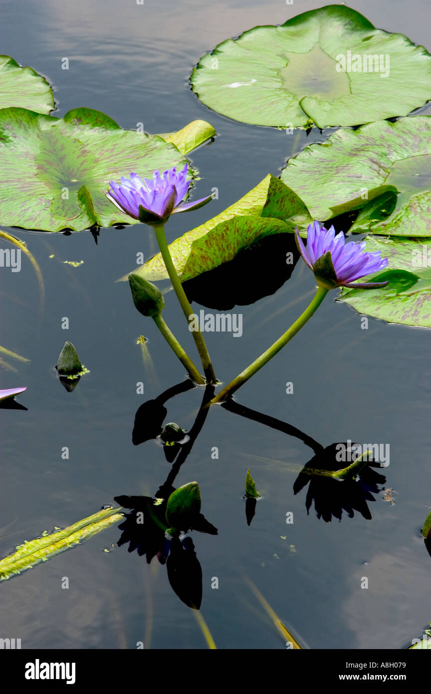 Blue lotus flower lily pads hi-res stock photography and images - Alamy