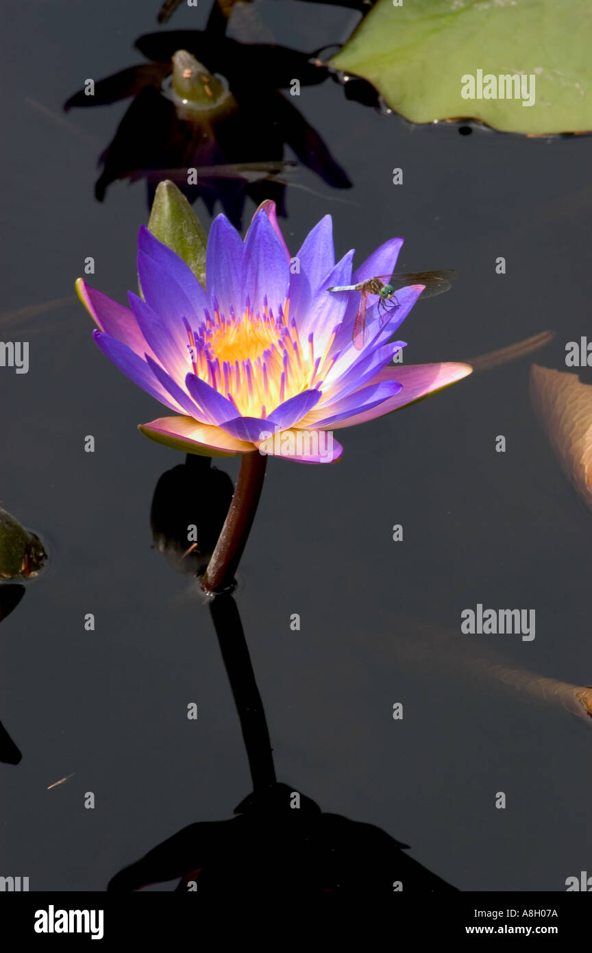 Blue lotus flower lily pads hi-res stock photography and images - Alamy