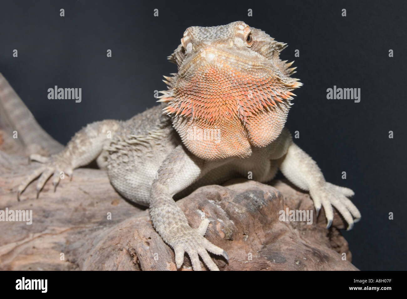 Bearded Dragons Mating