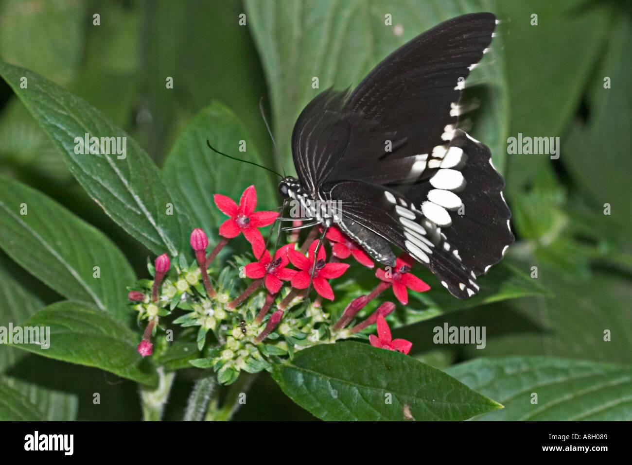 butterfly flapping wings with motion blur Stock Photo - Alamy