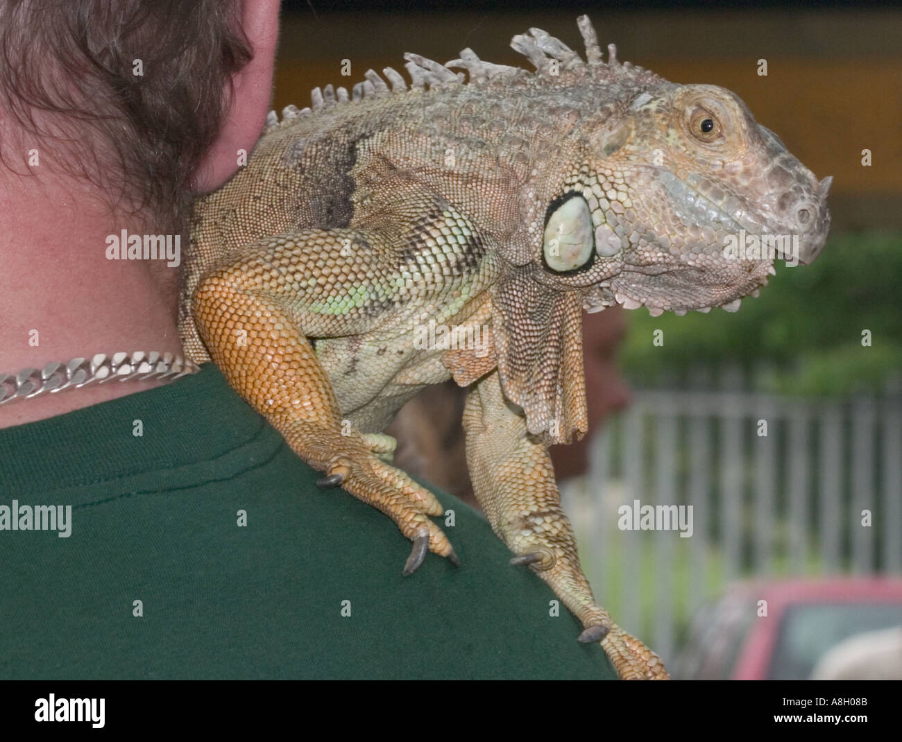 Animal welfare charity hi-res stock photography and images - Alamy
