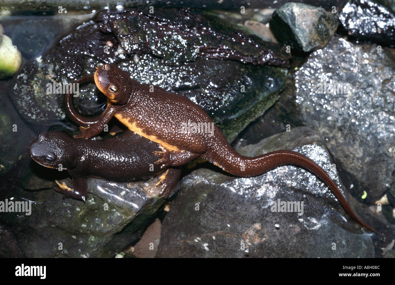 Poisonous salamander hi-res stock photography and images - Alamy