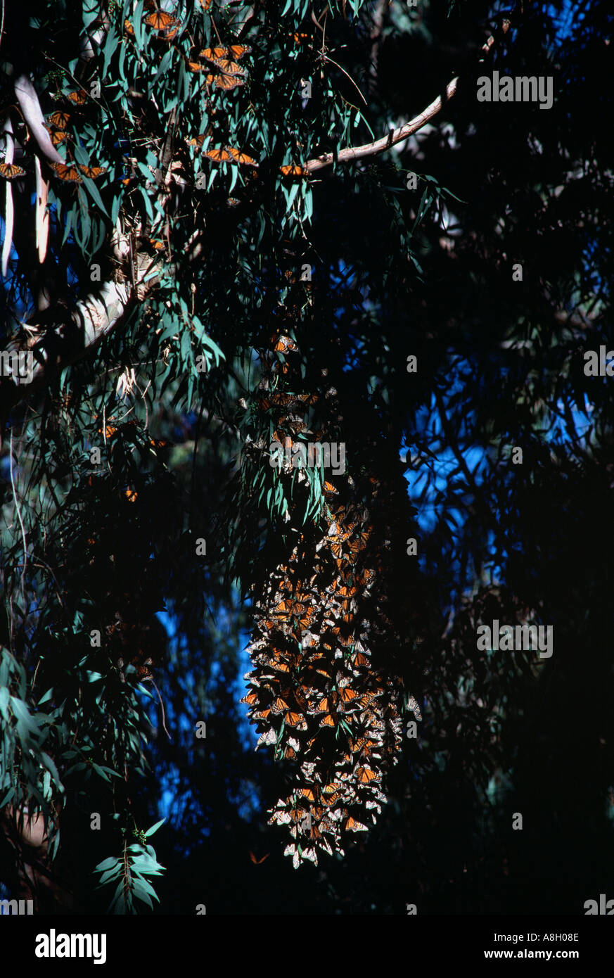 6358 monarch butterflies Danaus plexippus winter in a eucalyptus tree grove Natural Bridges ...