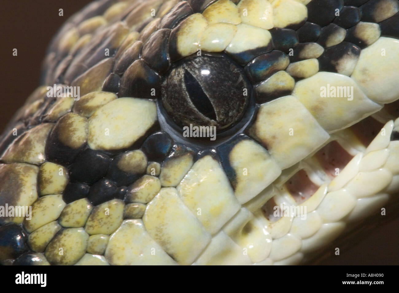 Morelia spilotes hi-res stock photography and images - Alamy