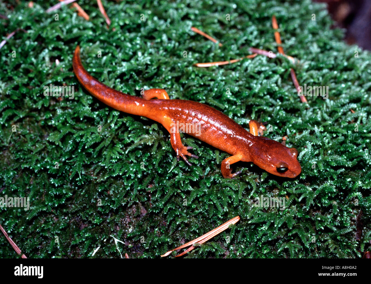 Ensatina salamanders hi-res stock photography and images - Alamy