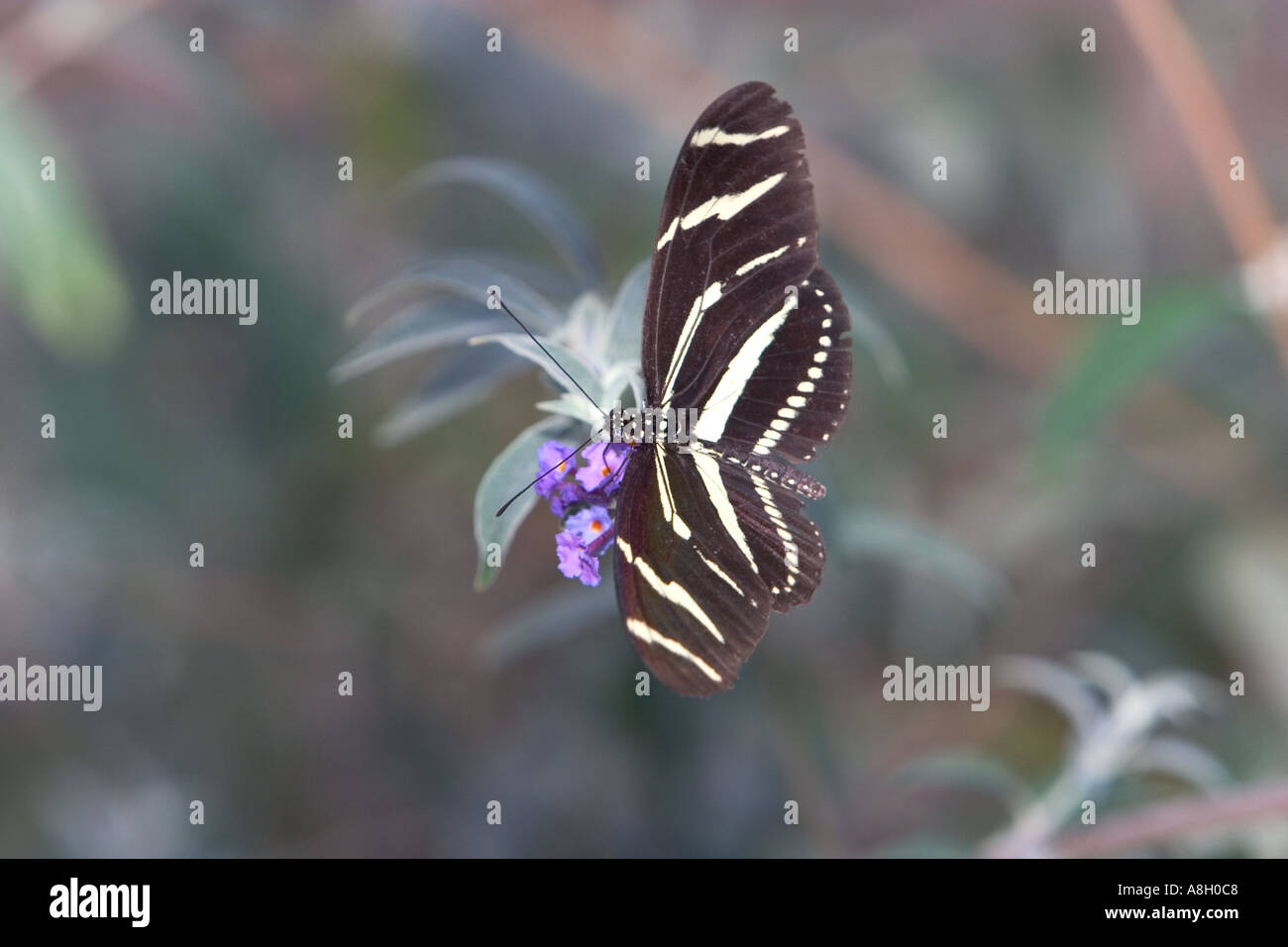 Zebra Longwing Butterfly Stock Photo - Alamy