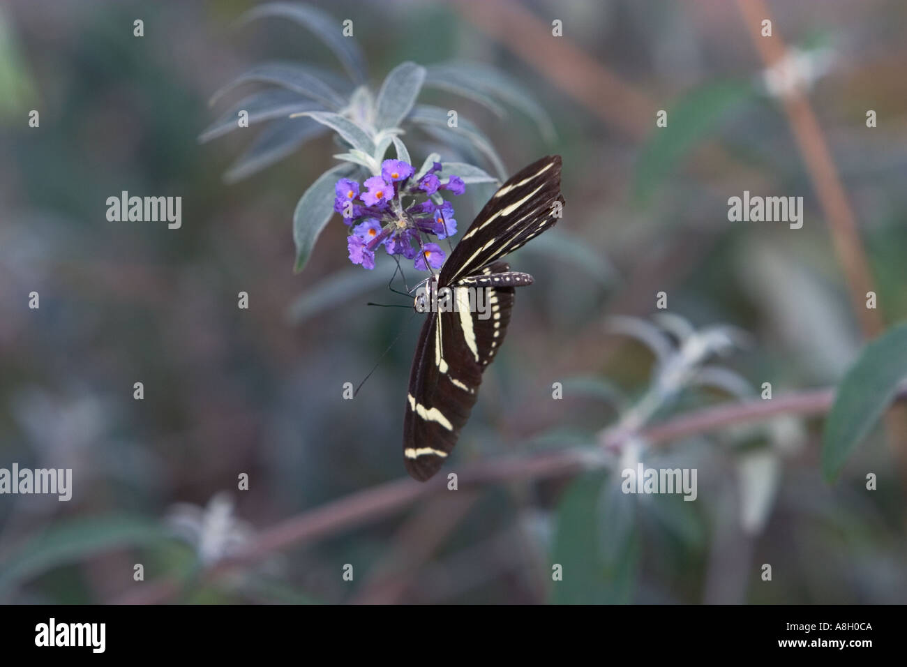 Zebra Longwing Butterfly Stock Photo - Alamy