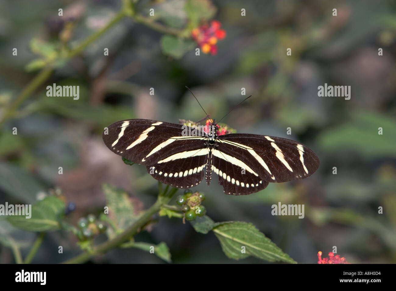 Zebra Longwing Butterfly Stock Photo - Alamy