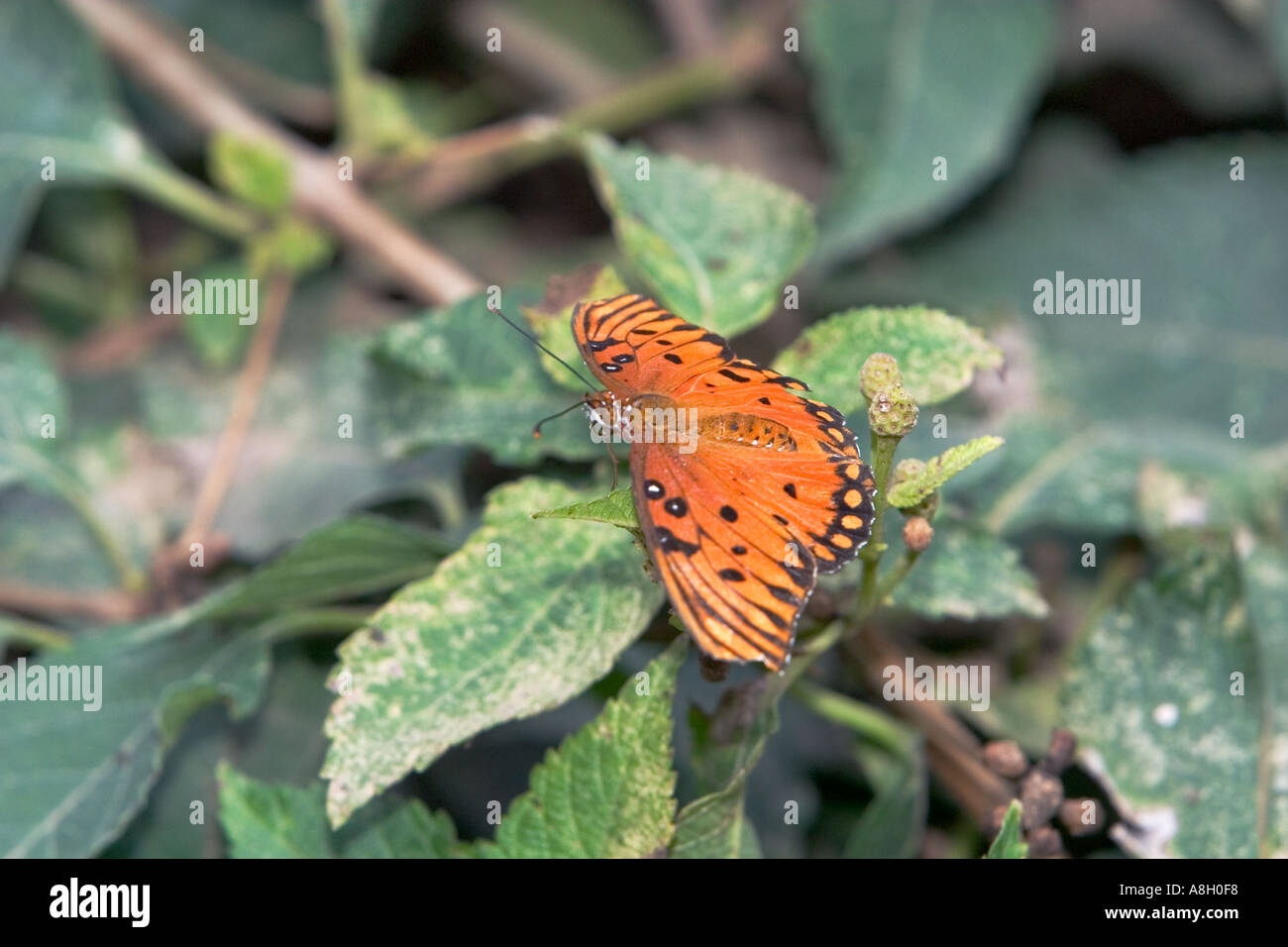 Gulf Fritillary Butterfly Stock Photo - Alamy