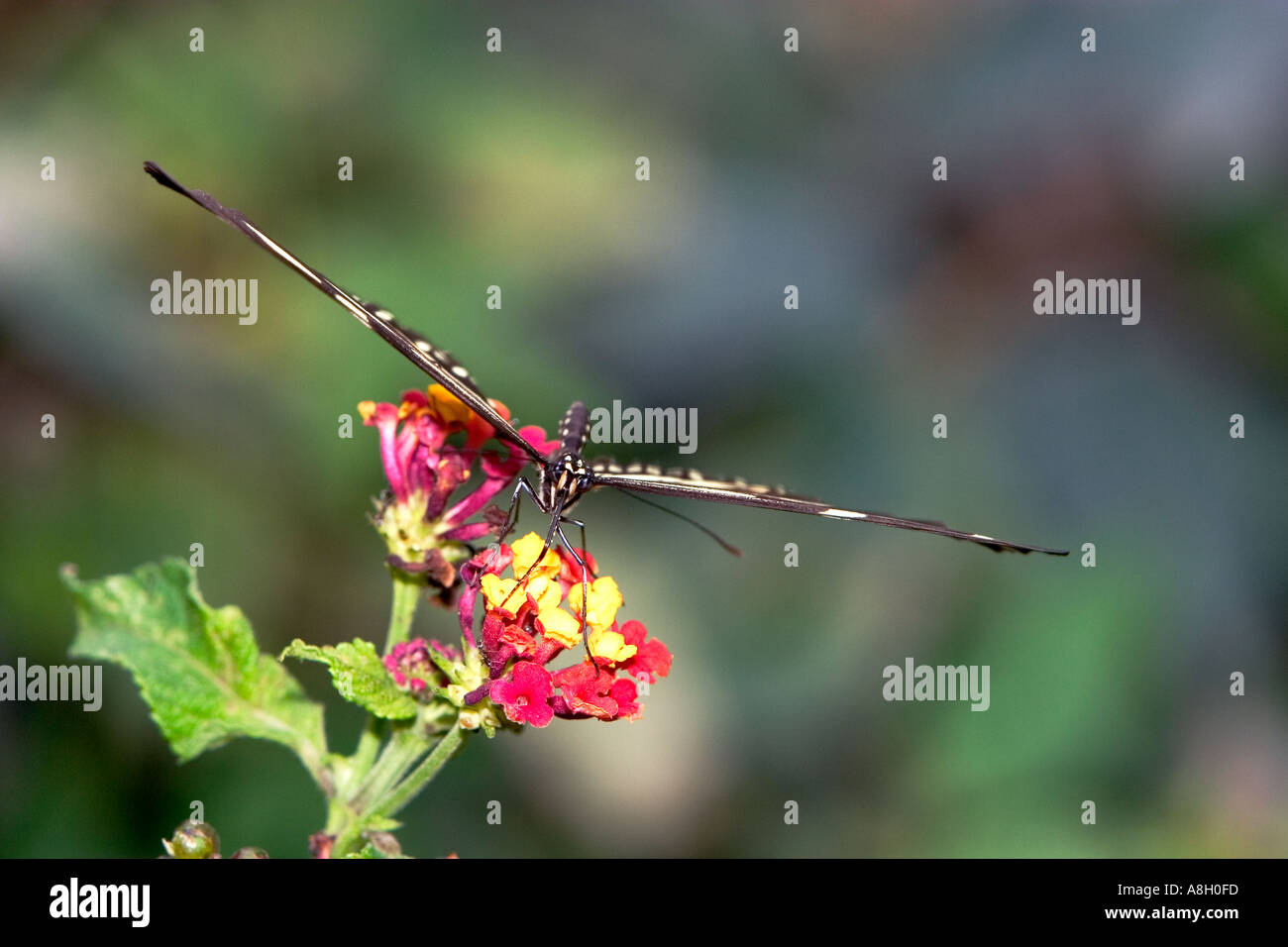 Zebra Longwing Butterfly Stock Photo - Alamy