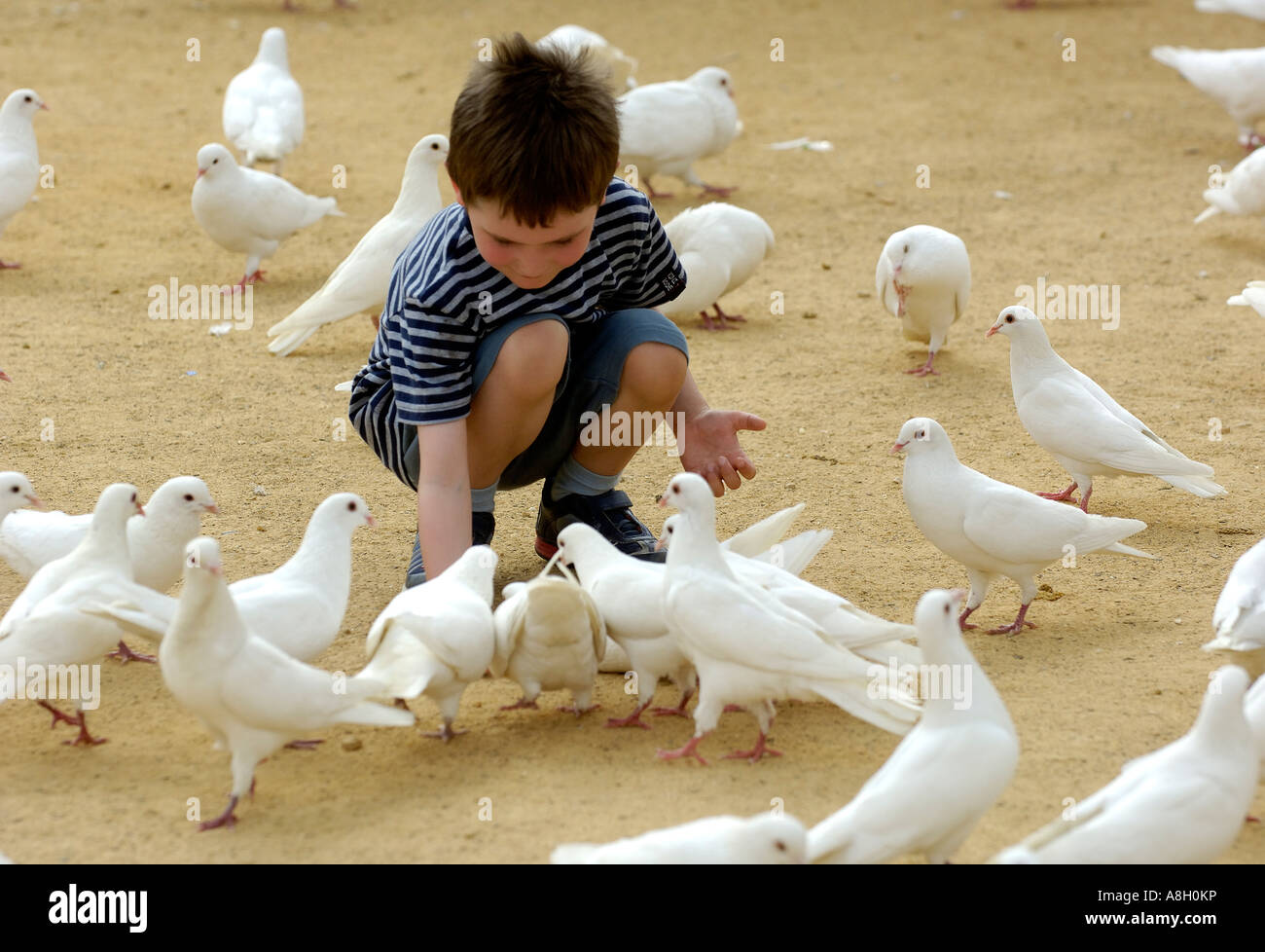 BOY FEEDING DOVES. Seville, Spain Stock Photo - Alamy