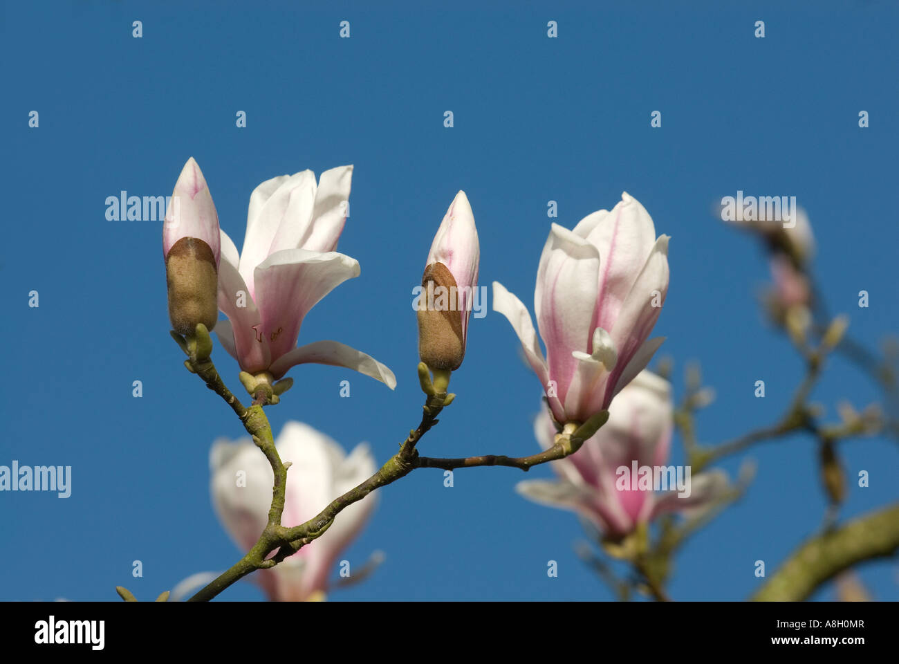 MAGNOLIA BLOSSOM just opening Stock Photo - Alamy