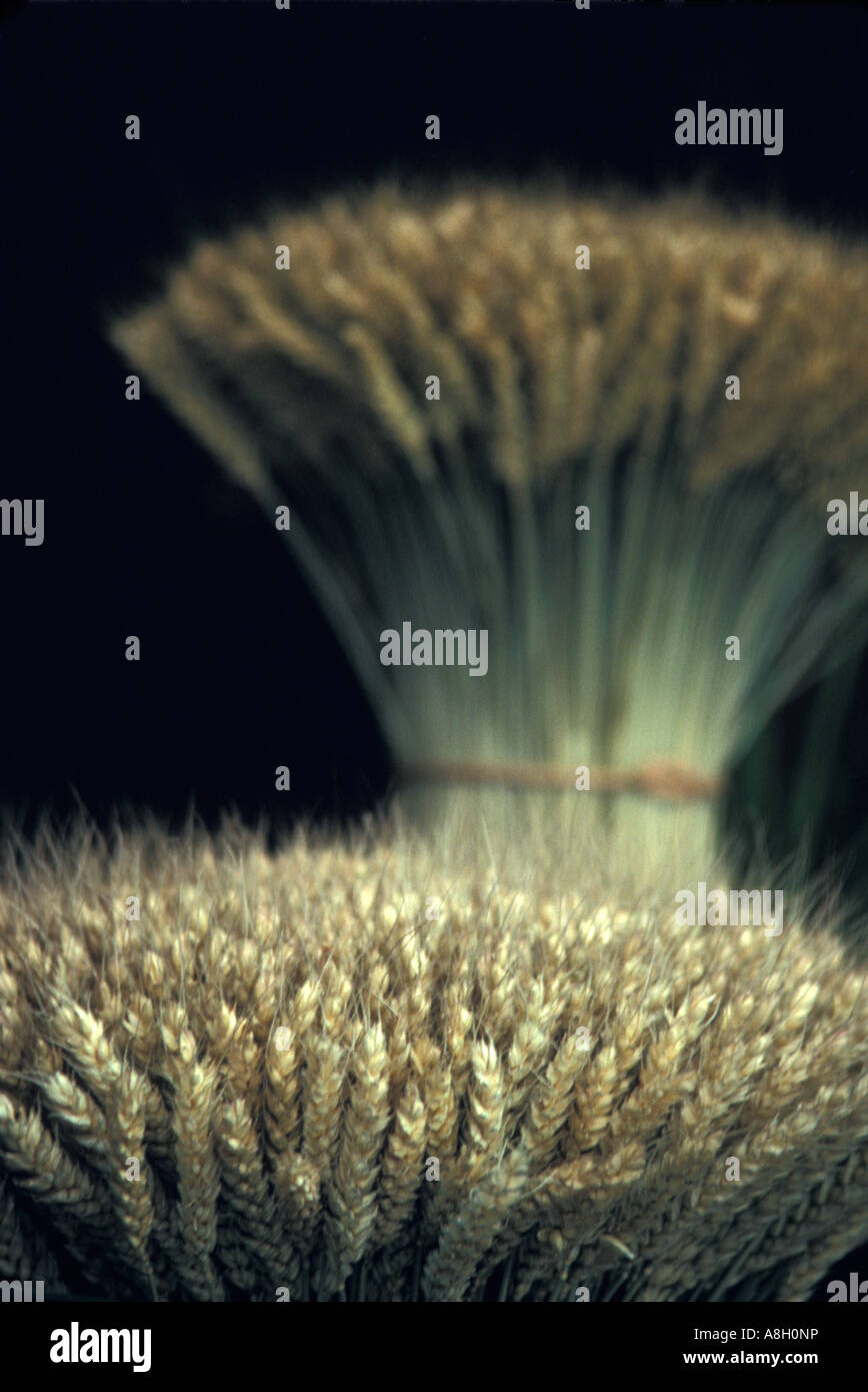 Bunched wheat window display NYC Stock Photo - Alamy