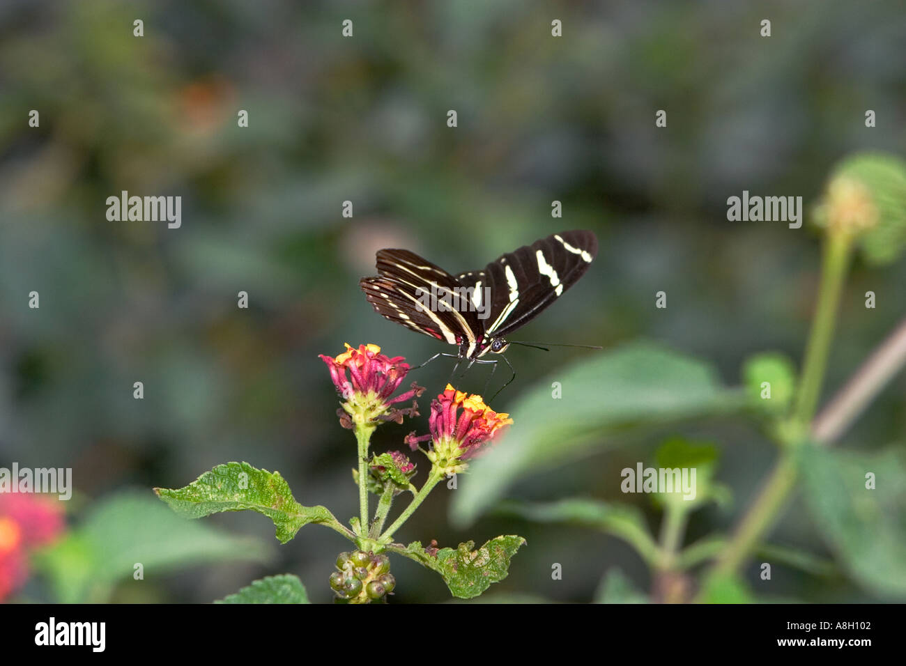Zebra Longwing Butterfly Stock Photo - Alamy