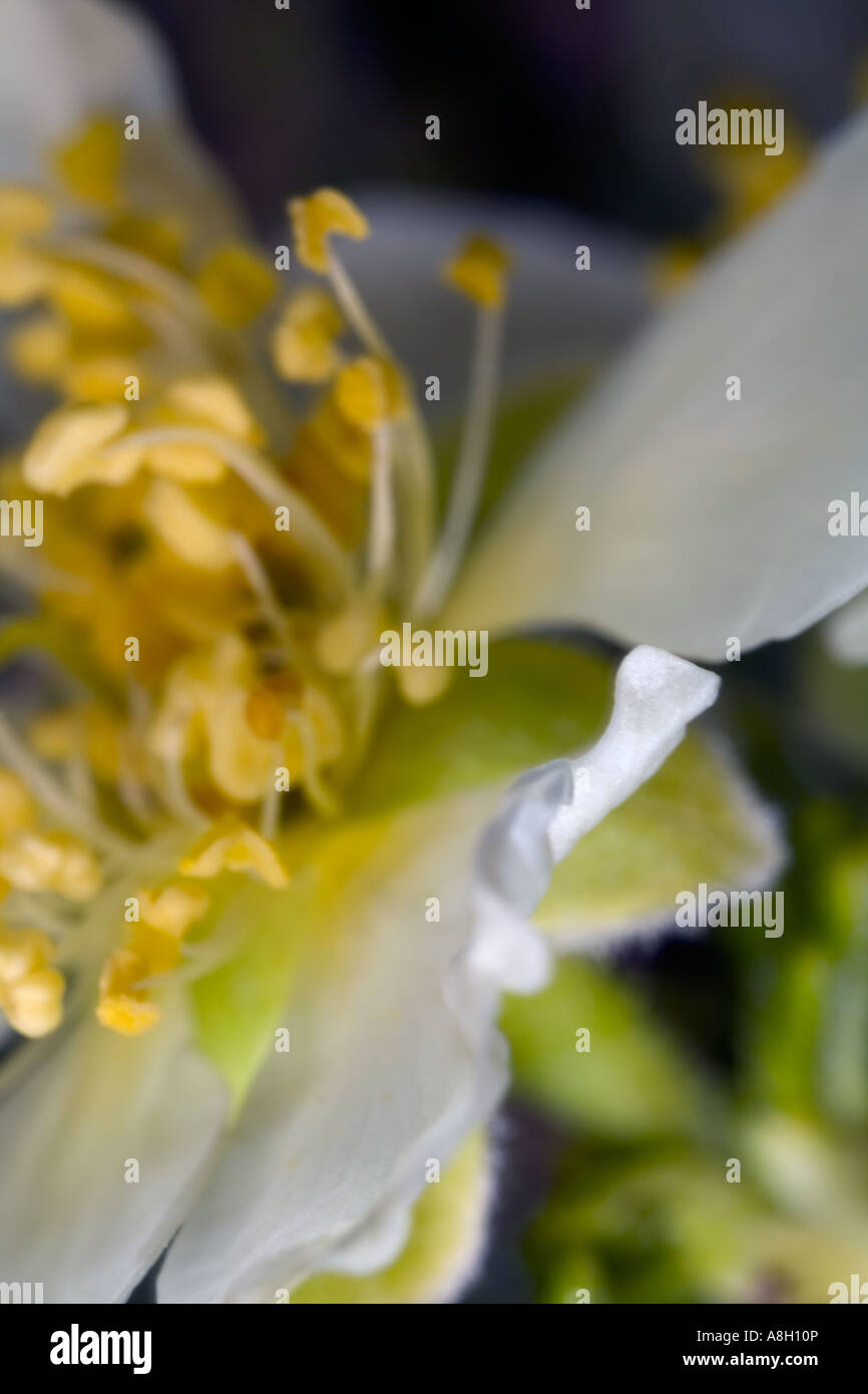 White flower bloom NV Stock Photo - Alamy