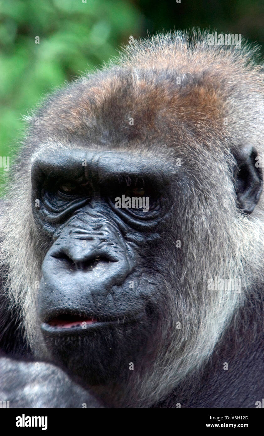 Head and face shot of Silverback Gorilla Stock Photo - Alamy