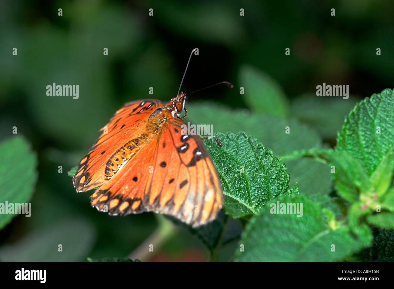 Gulf fritillary chrysalis hi-res stock photography and images - Alamy