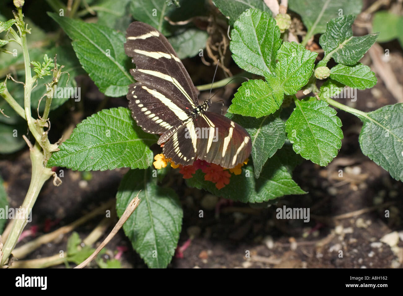 Zebra Longwing Butterfly Stock Photo - Alamy