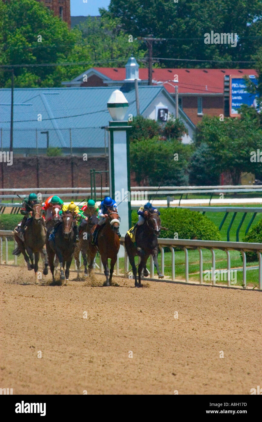 Thoroughbred race horses sprinting for the finish line during race at ...