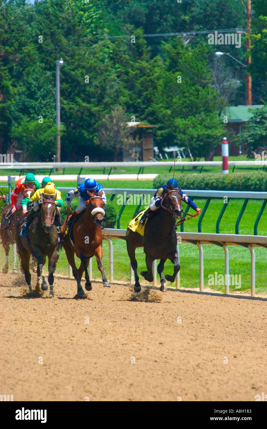 Thoroughbred race horses sprinting for the finish line down the home ...