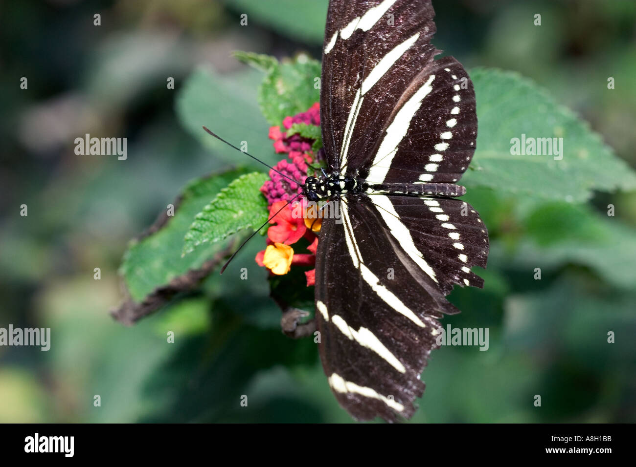 Zebra Longwing Butterfly Stock Photo - Alamy