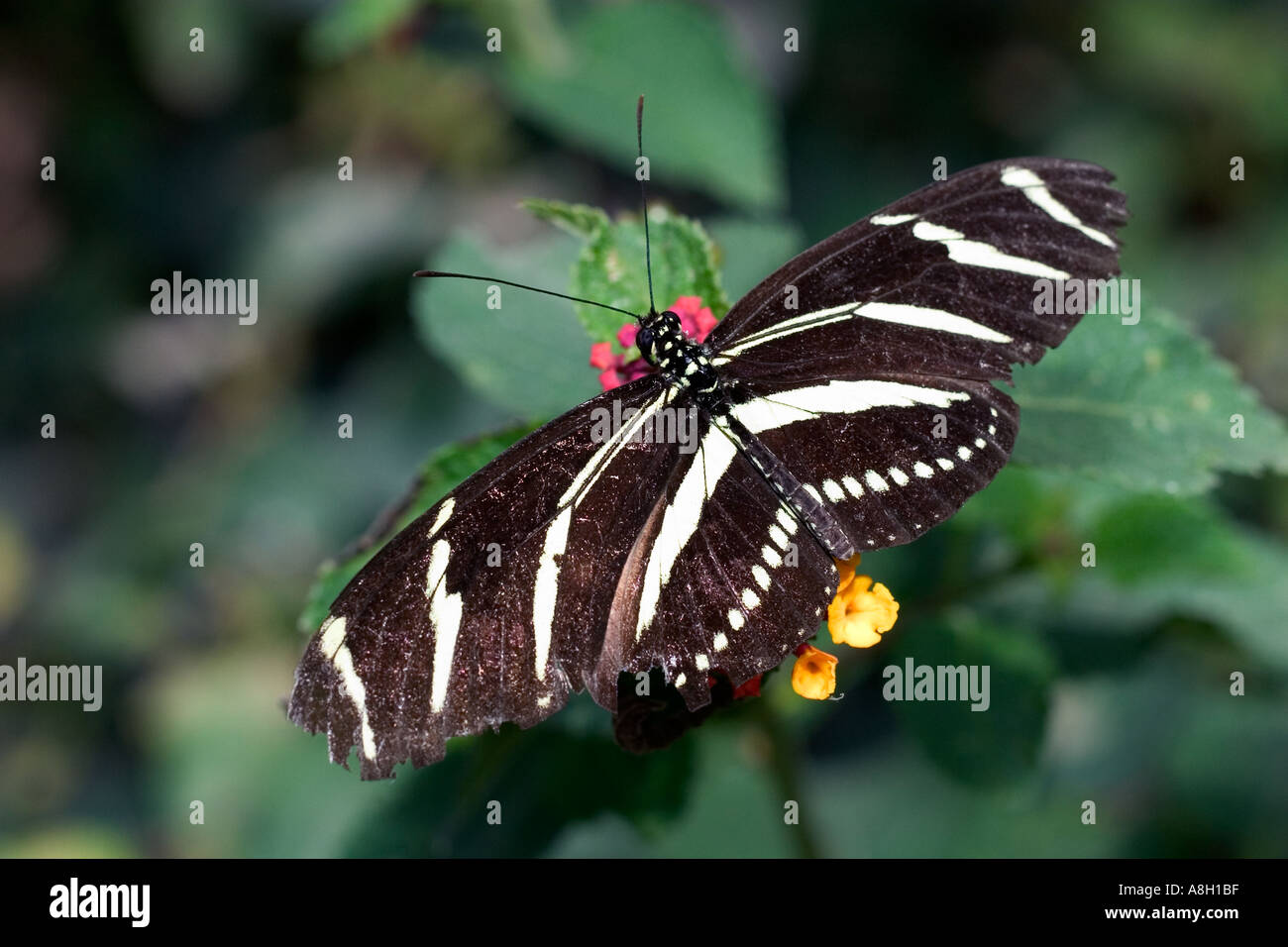 Zebra Longwing Butterfly Stock Photo - Alamy