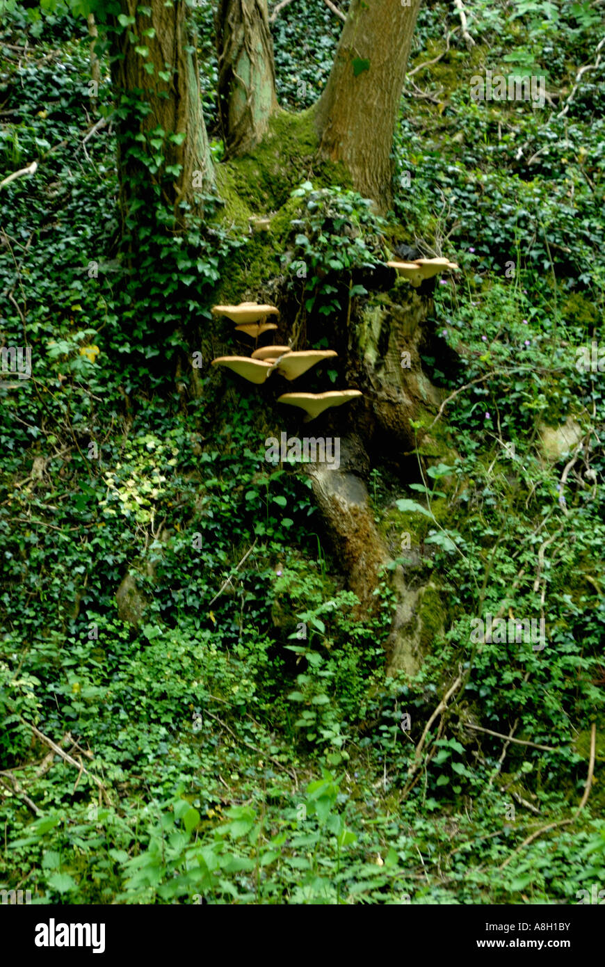 Fungi on Tree Stock Photo - Alamy