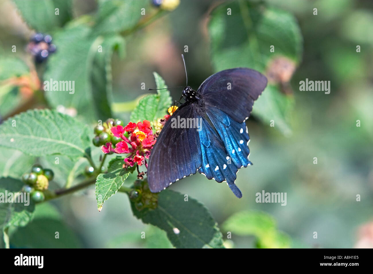 Spicebush swallowtail caterpillar hi-res stock photography and images ...