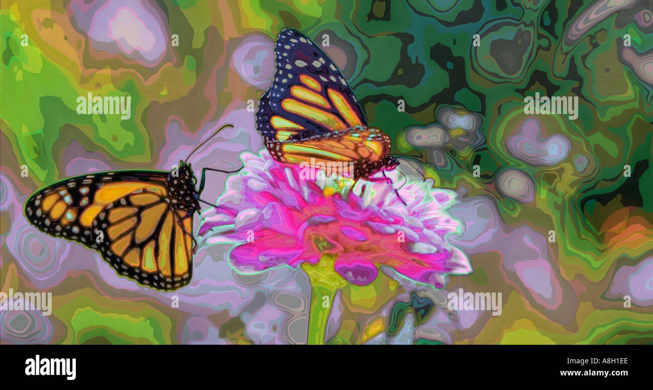 Monarch Butterfly Pop Art Style Stock Photo - Alamy