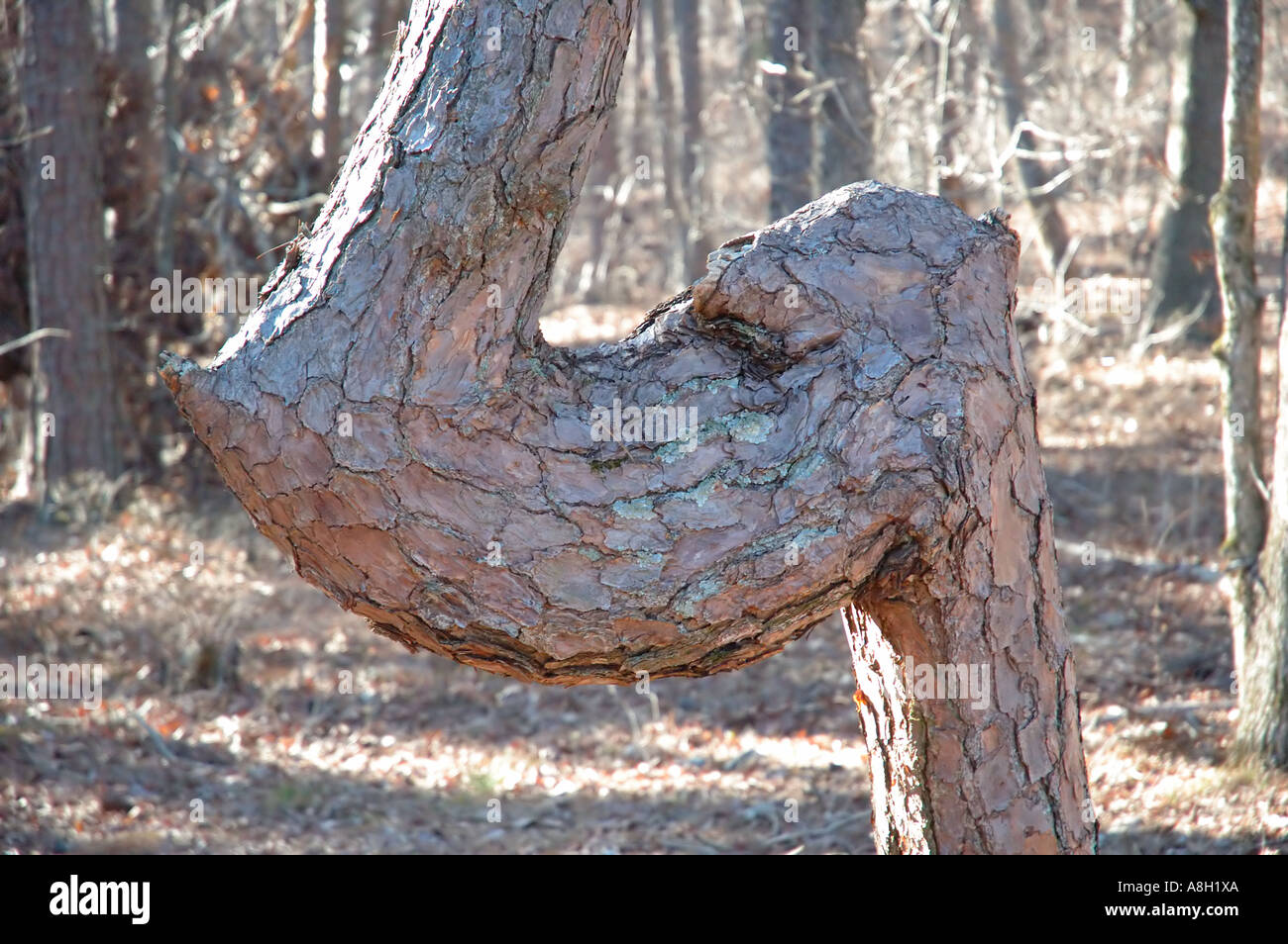 Daffy Duck Tree Stock Photo - Alamy