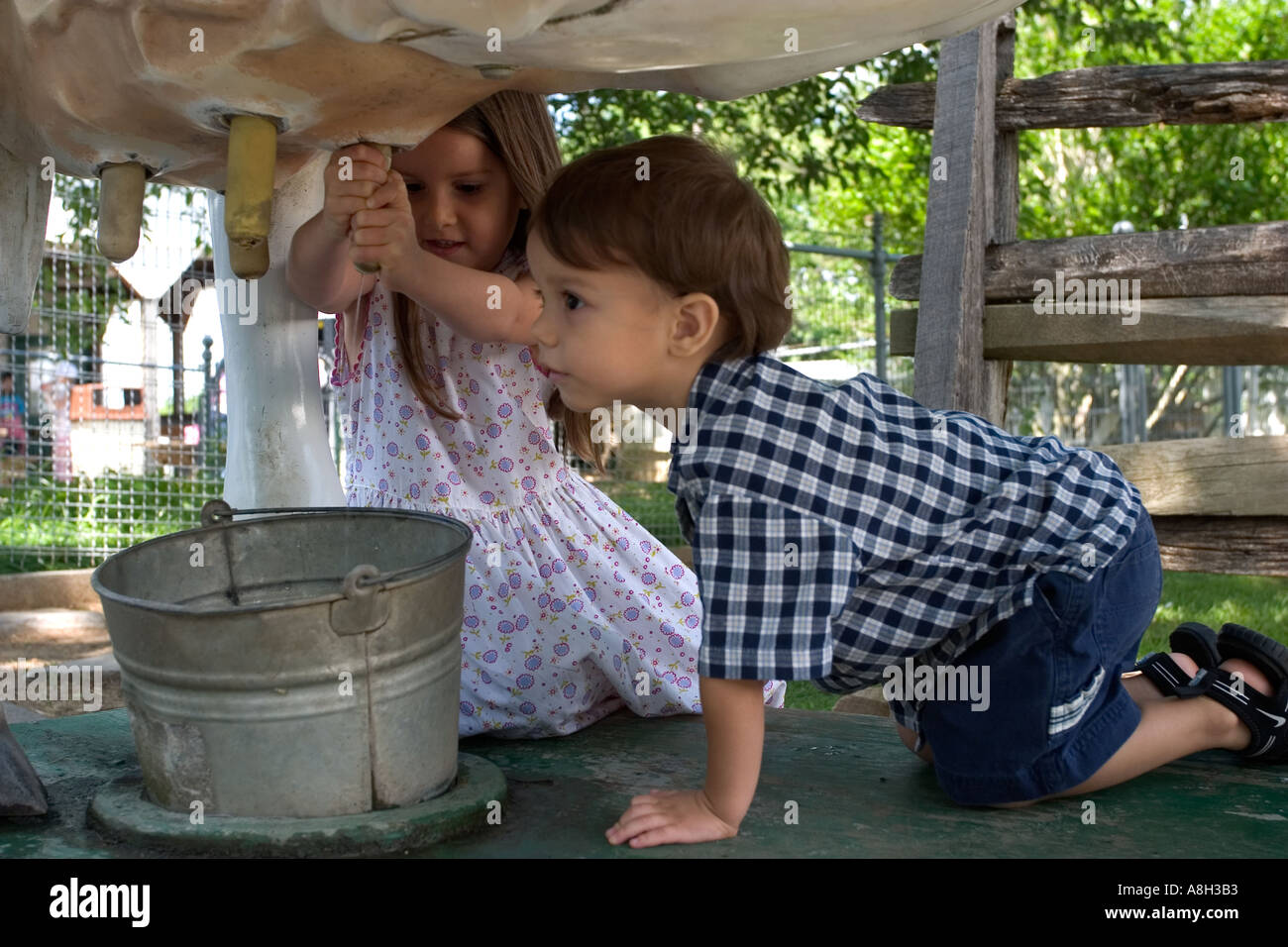 Two Young Children Milking Buttercup the Cow Amish Farm and House Lancaster Pennsylvania Stock ...