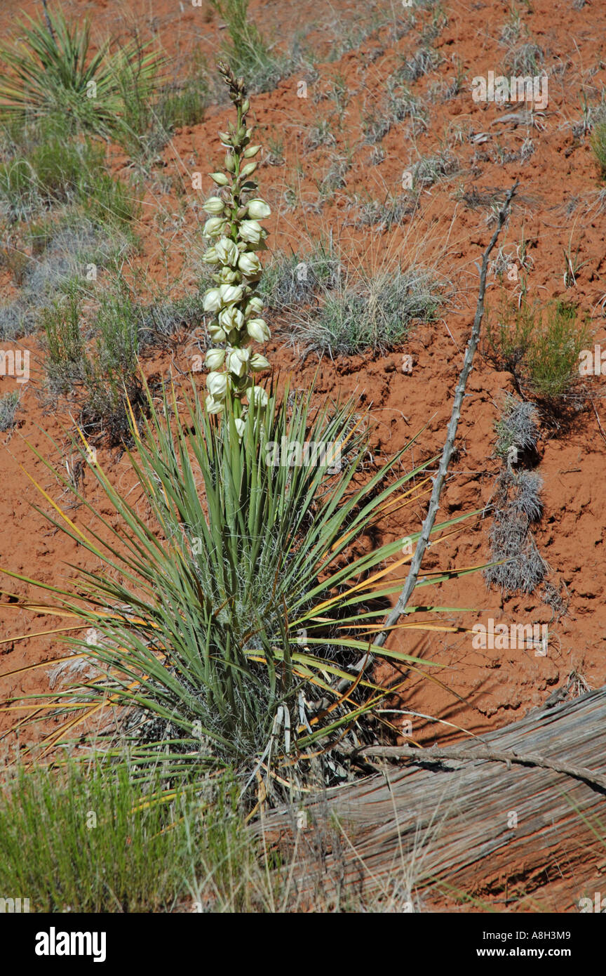 Yucca Bloom in the Desert Stock Photo - Alamy