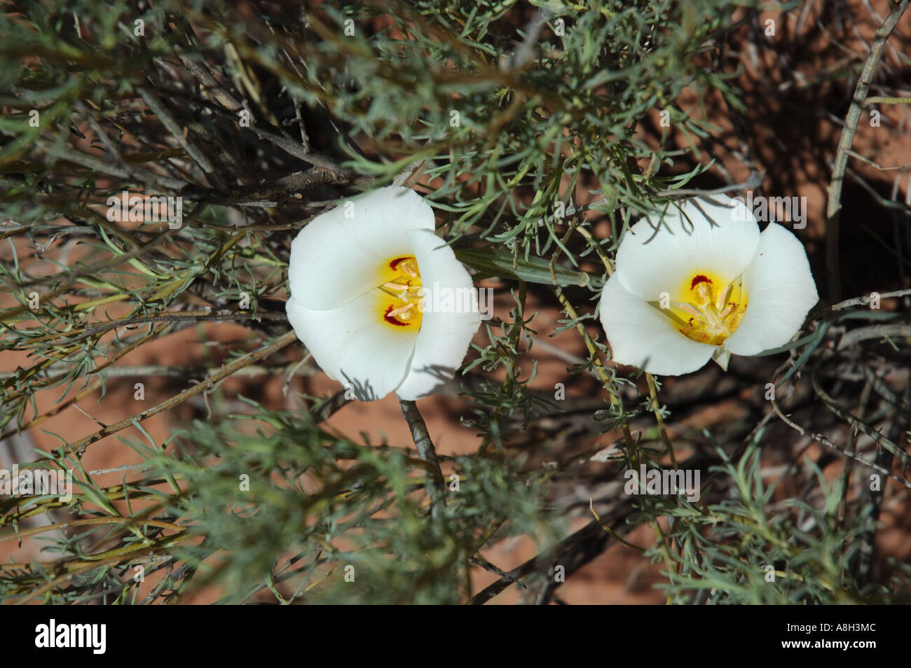 Spring Blooms on Southwestern Tree Stock Photo - Alamy