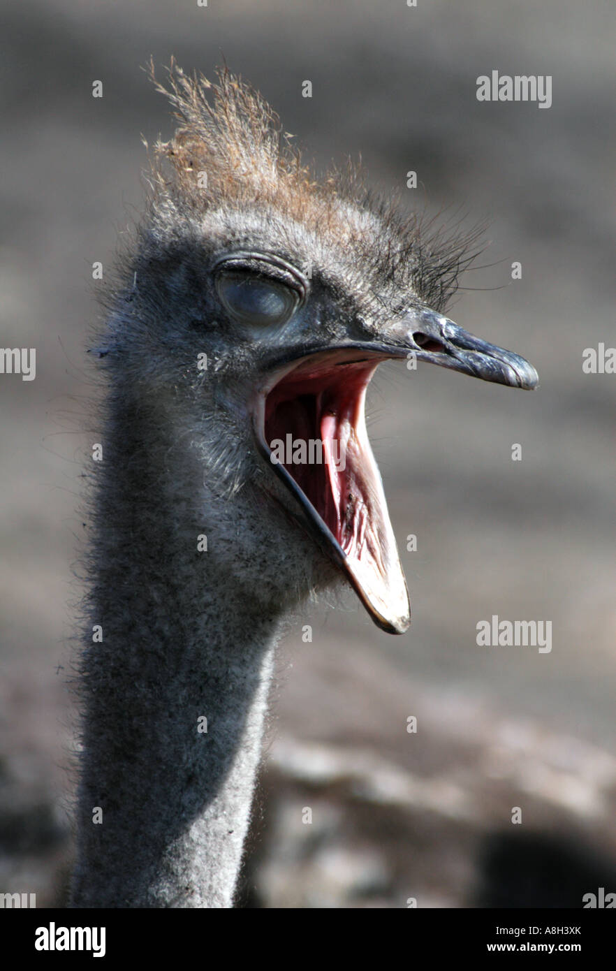 Darwin's Rhea (Rhea pennata) also known as the Lesser Rhea at Kiev Zoo ...