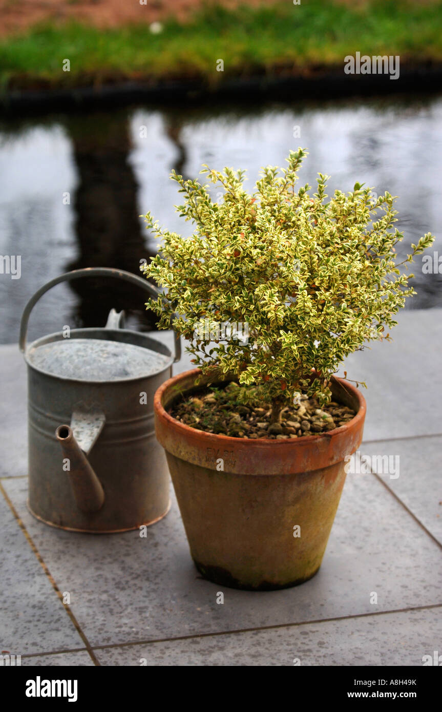 A VARIEGATED BOX HEDGE PLANT IN A CLAY POT ON A MODERN PATIO UK Stock ...