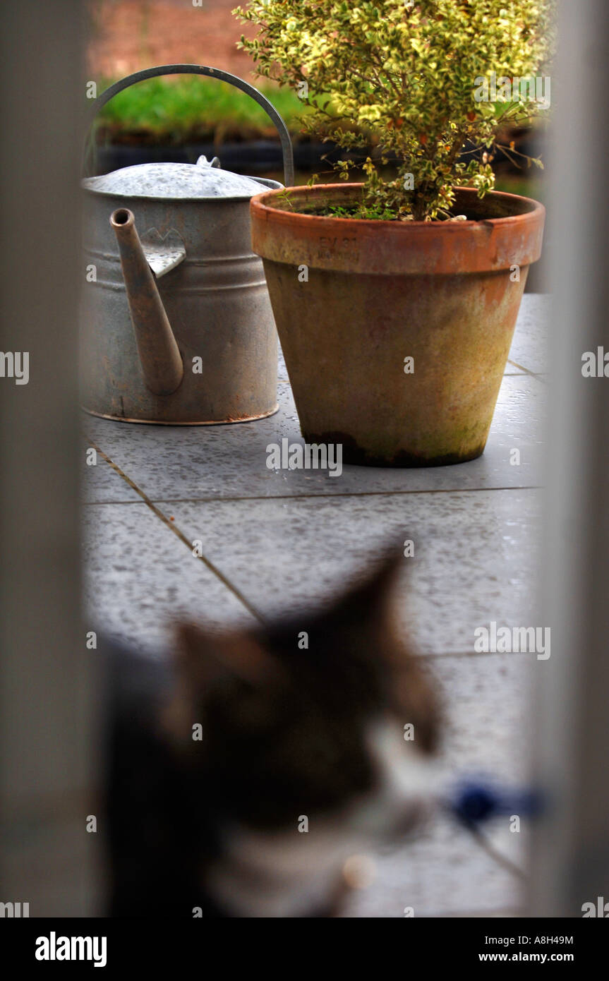 A VARIEGATED BOX HEDGE PLANT IN A CLAY POT ON A MODERN PATIO UK Stock ...