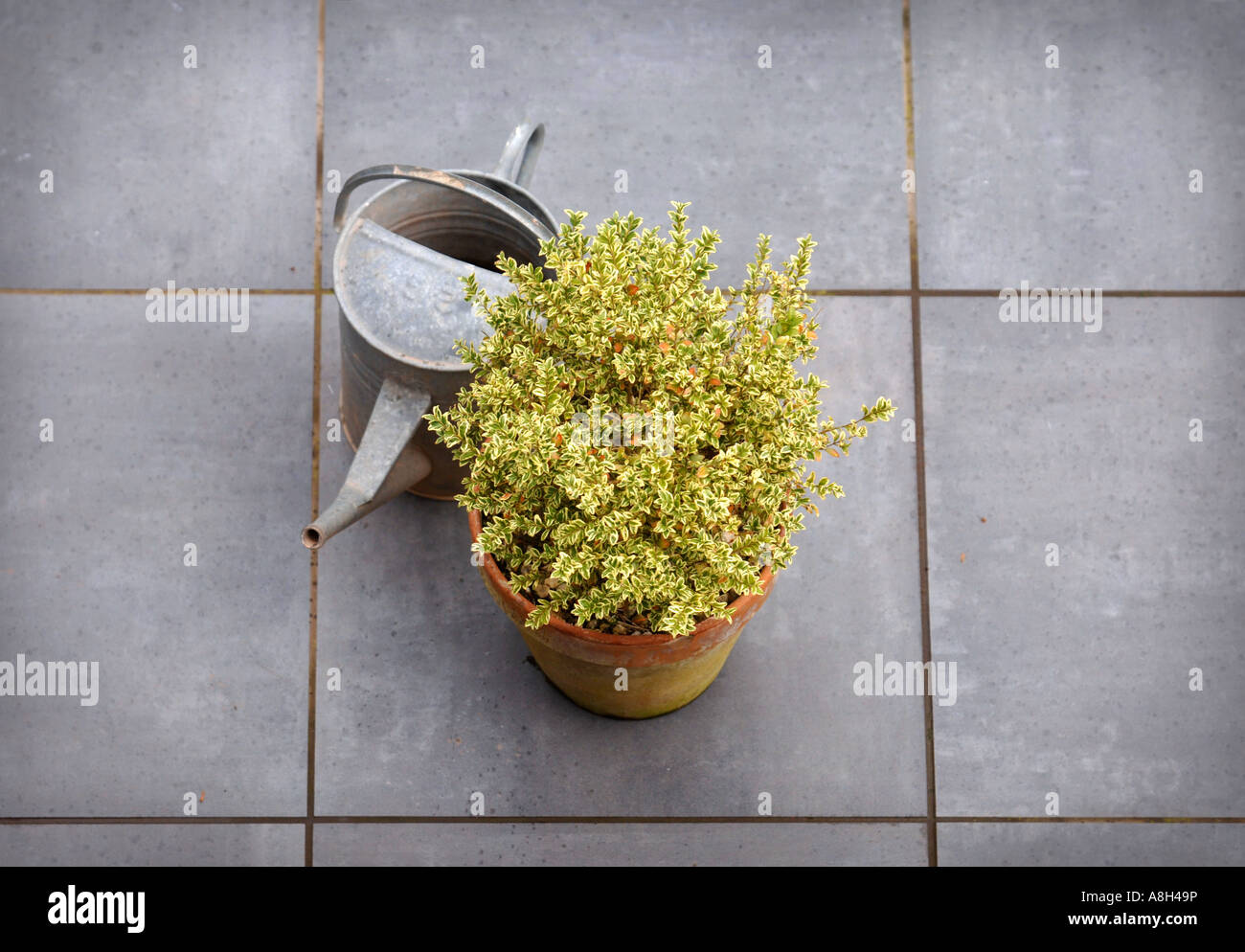 Unkempt Hedge High Resolution Stock Photography and Images - Alamy