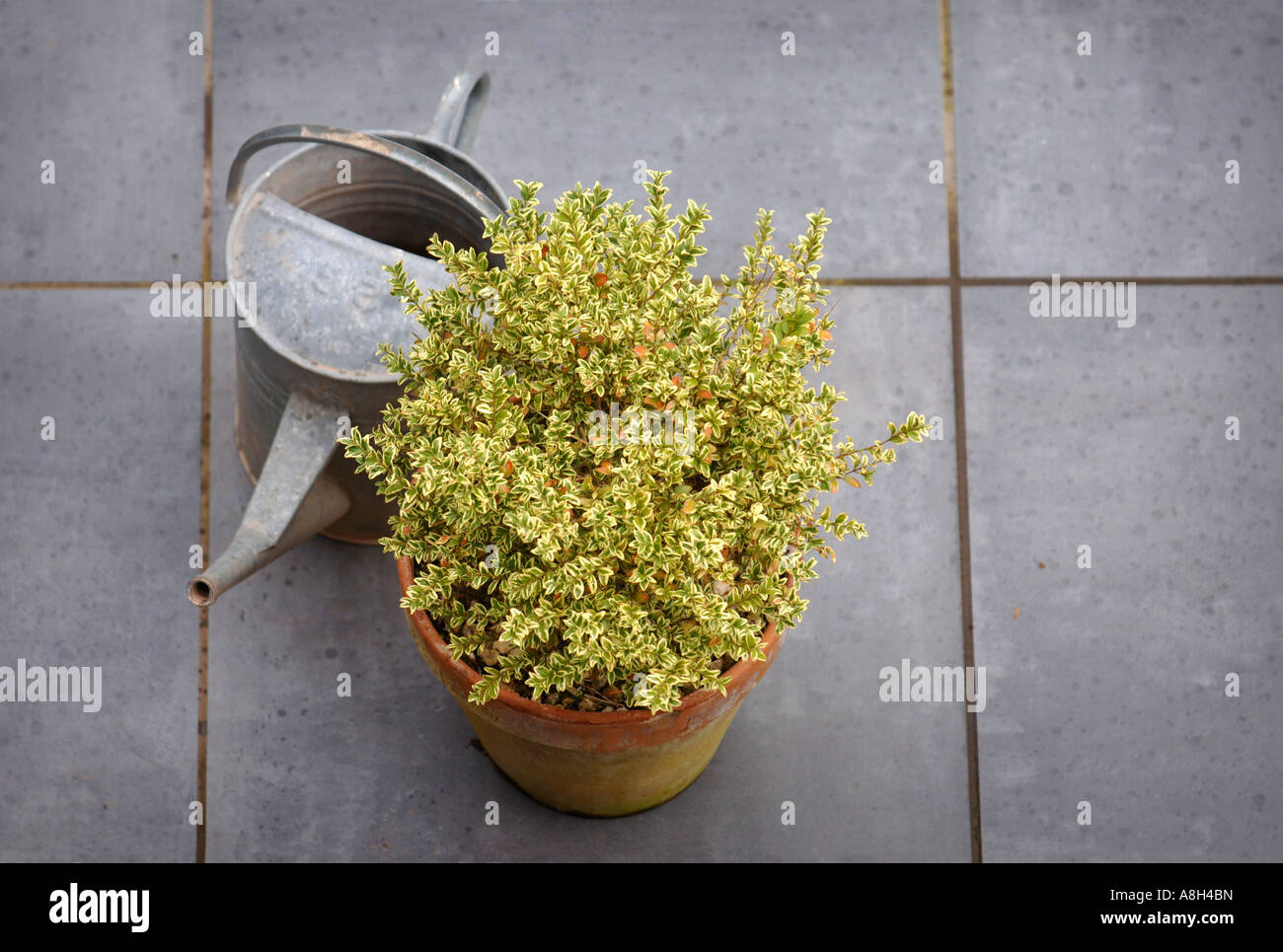 A VARIEGATED BOX HEDGE PLANT IN A CLAY POT ON A MODERN PATIO UK Stock ...
