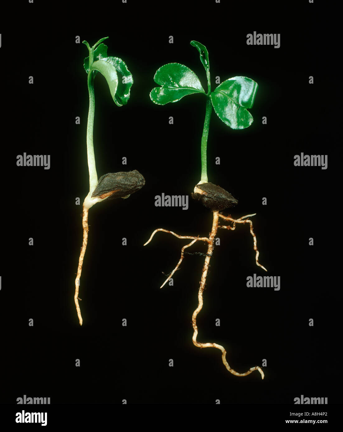Normal mono embryonic orange seedlings with cotyledons and developing ...