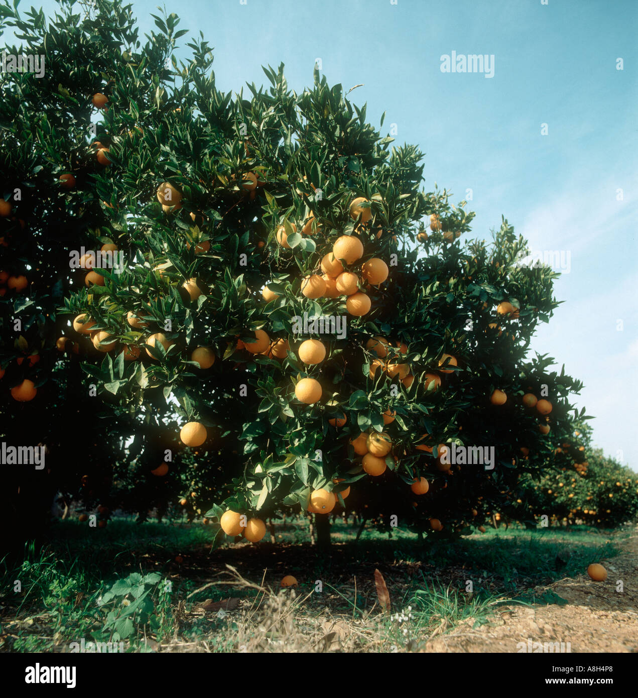 Orange citrus sinensis tree orchard hi-res stock photography and images ...