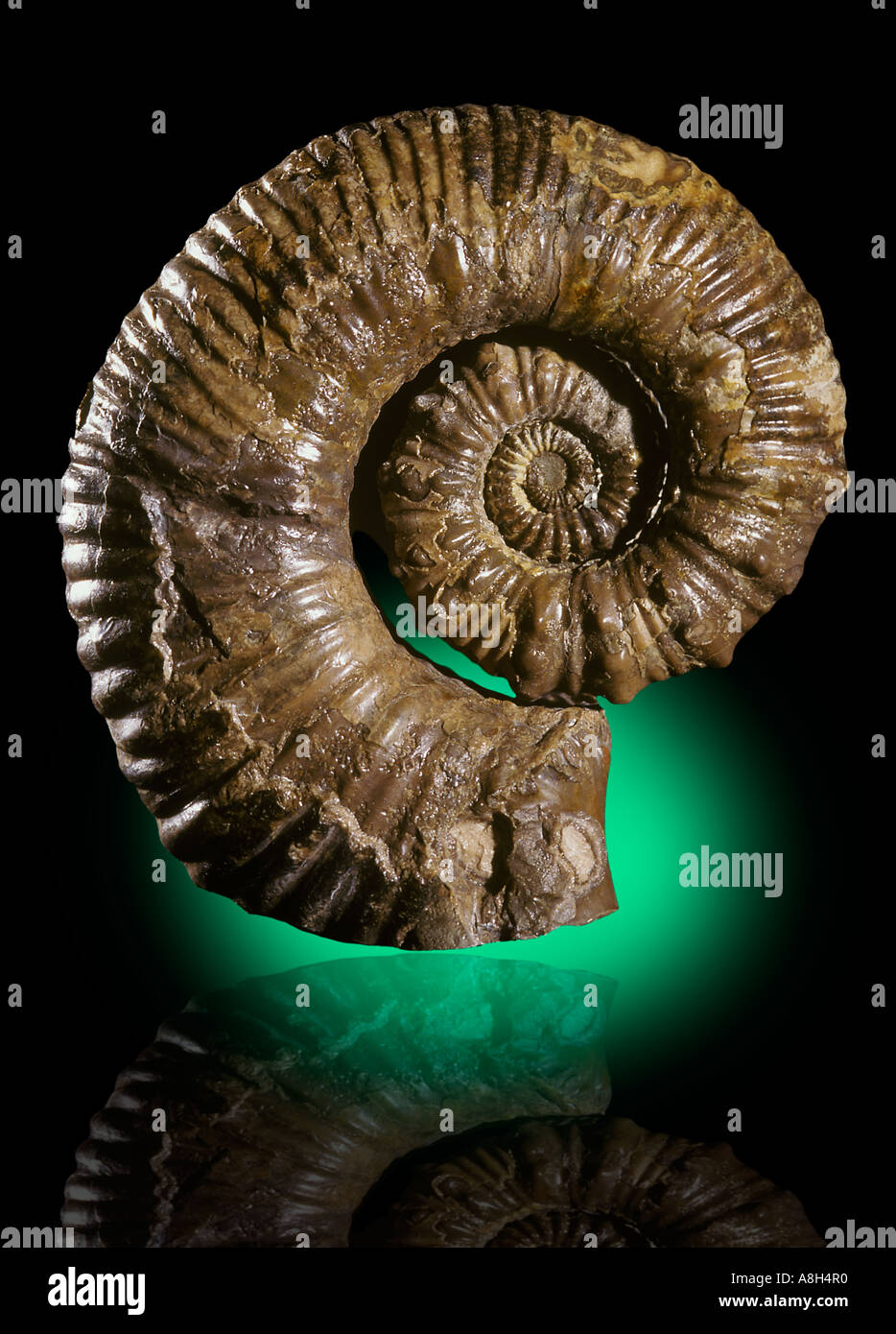 Abberant ammonite australiceras jacki cretaceous hi-res stock ...