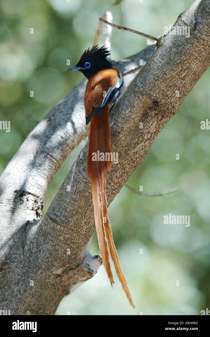 African paradise fly catcher hi-res stock photography and images - Alamy