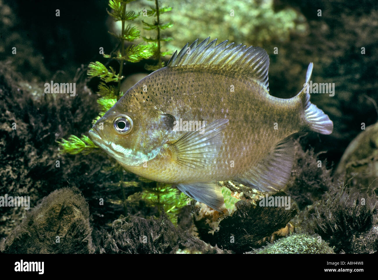 Bluegill sunfish hi-res stock photography and images - Alamy