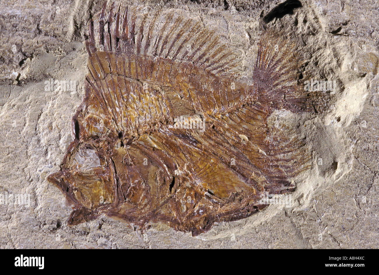 Fossils of lebanon hi-res stock photography and images - Alamy