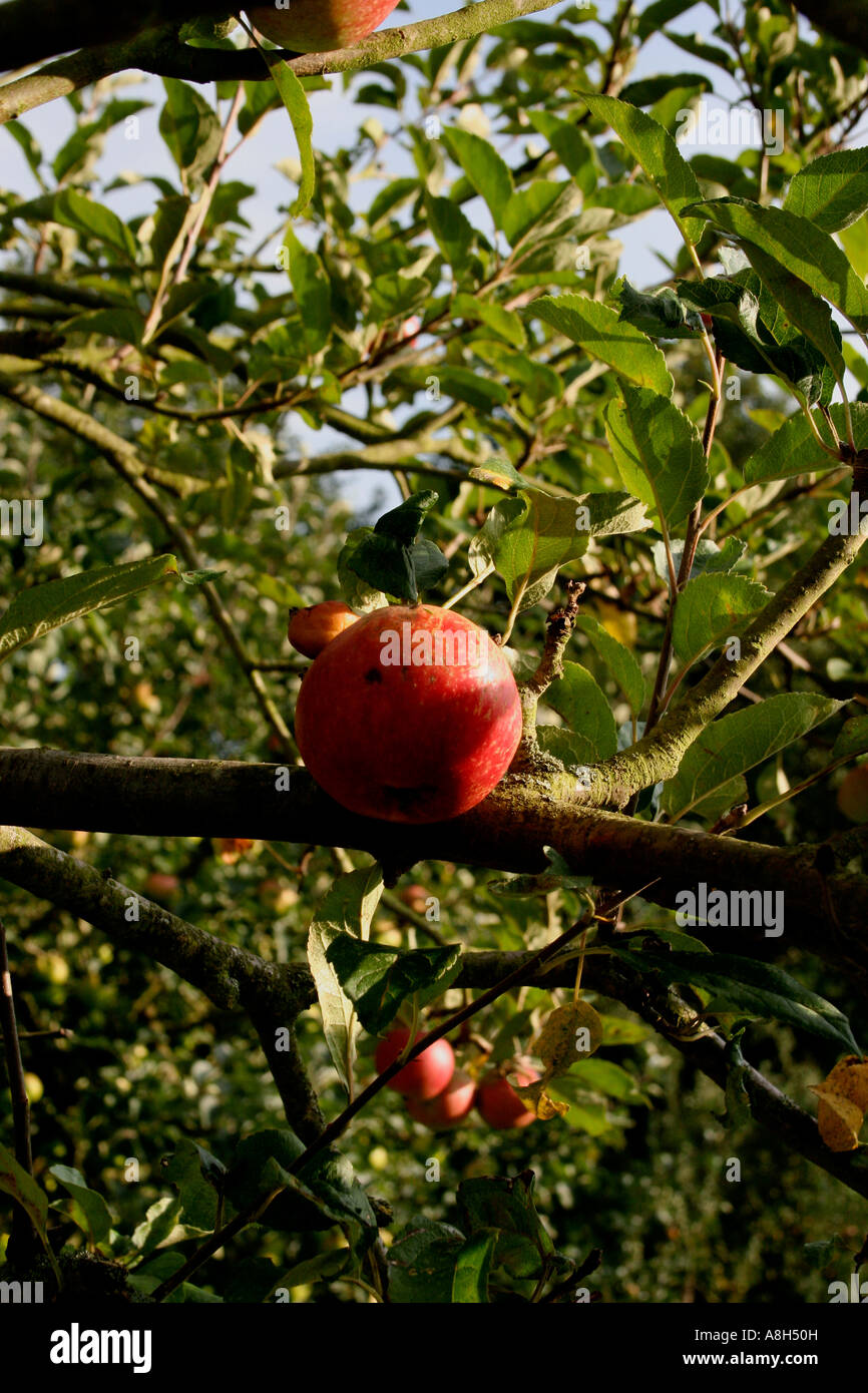 orchard, apple, tree, drop, fall, sunlight, shadow Stock Photo - Alamy
